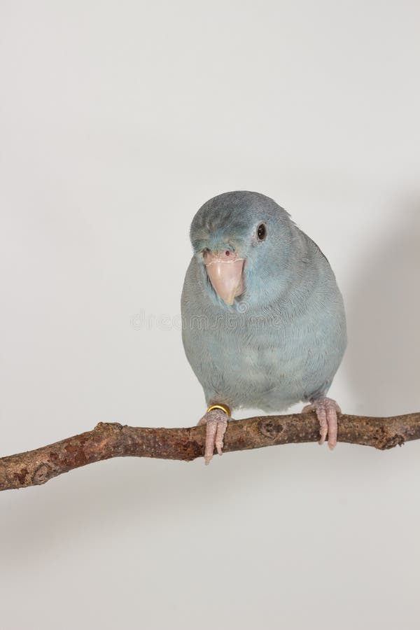 Mauve Forpus Chick stock photo. Image of bird, parrot - 72801928