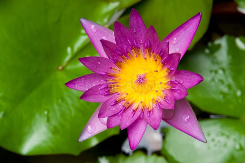 Mauve lotus flower stock photo. Image of freshness, flower - 20024174