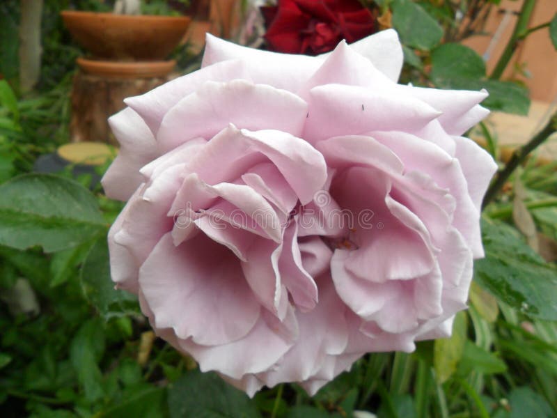 Mauve Pink Purple Yarn Ball Macro Background Texture Stock Photo ...