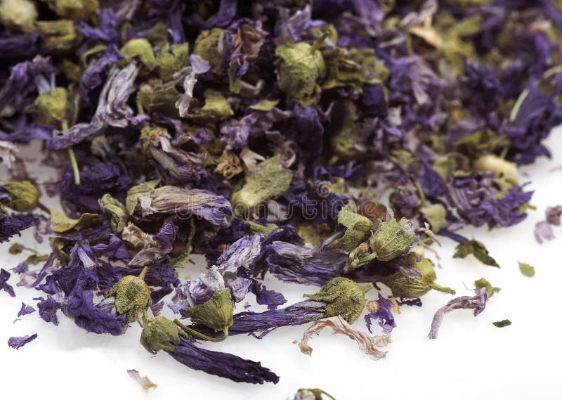 Mauve sechee stock image. Image of botany, soft, indoor - 172733573