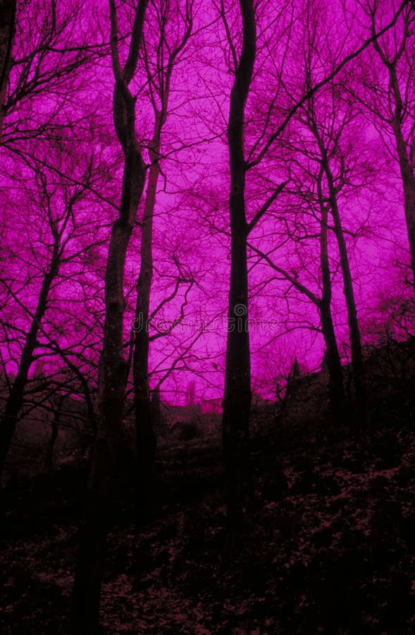 Mauve trees stock image. Image of forest, greece, treece - 148425