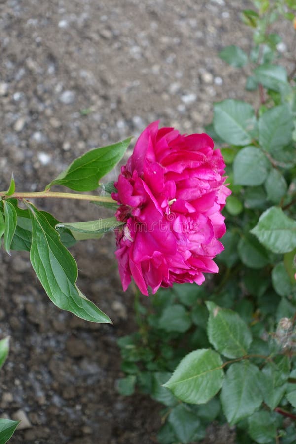 Mauvish Crimson Flower of Peony in May Stock Image - Image of ...