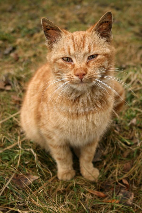 Maverick lonely kitty stock image. Image of maverick, lonely - 3182385