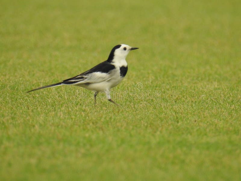 Mavis Bird, Chittagong foto de stock. Imagem de wildlife - 116999268