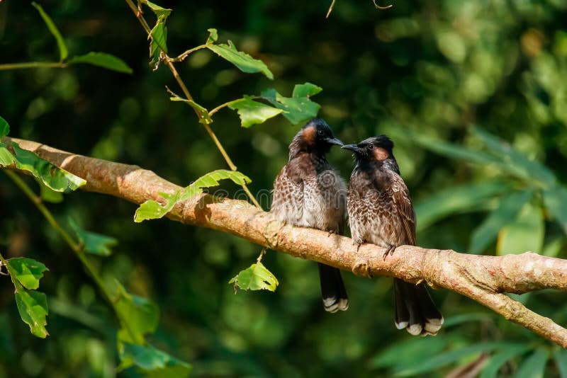 210 Mavis Bird Stock Photos - Free & Royalty-Free Stock Photos from ...