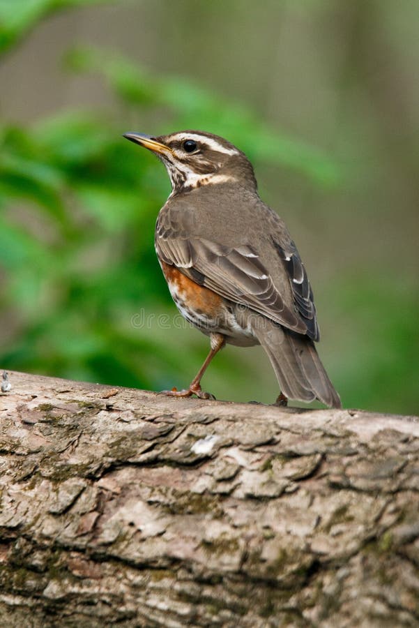 209 Mavis Bird Photos - Free & Royalty-Free Stock Photos from Dreamstime