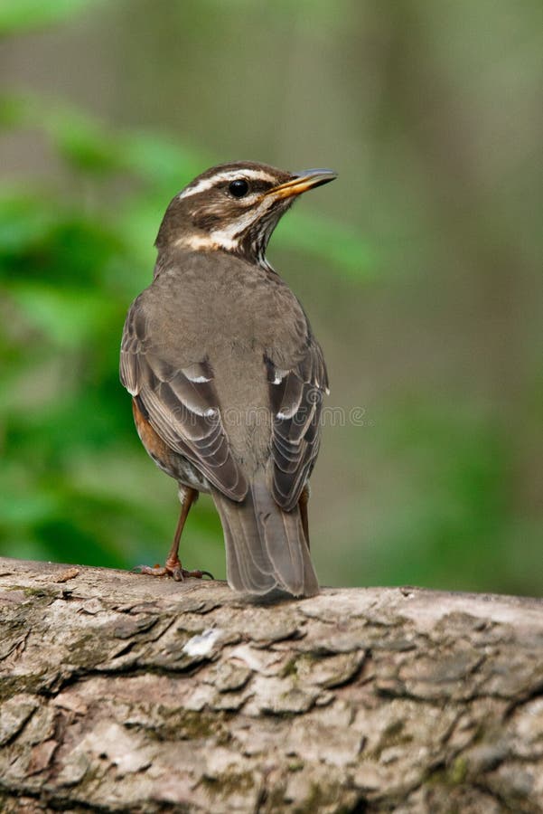 210 Mavis Bird Stock Photos - Free & Royalty-Free Stock Photos from ...