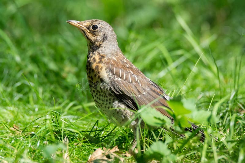 210 Mavis Bird Stock Photos - Free & Royalty-Free Stock Photos from ...