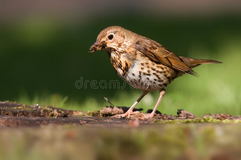 210 Mavis Bird Stock Photos - Free & Royalty-Free Stock Photos from ...