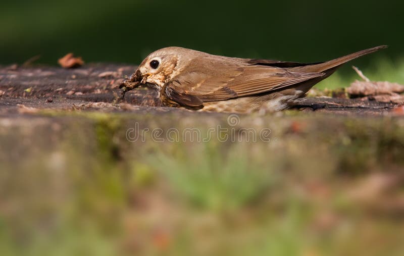 210 Mavis Bird Stock Photos - Free & Royalty-Free Stock Photos from ...