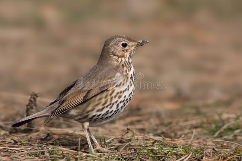 210 Mavis Bird Stock Photos - Free & Royalty-Free Stock Photos from ...