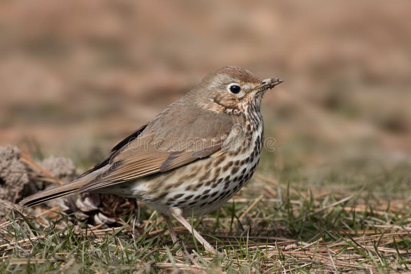 210 Mavis Bird Stock Photos - Free & Royalty-Free Stock Photos from ...