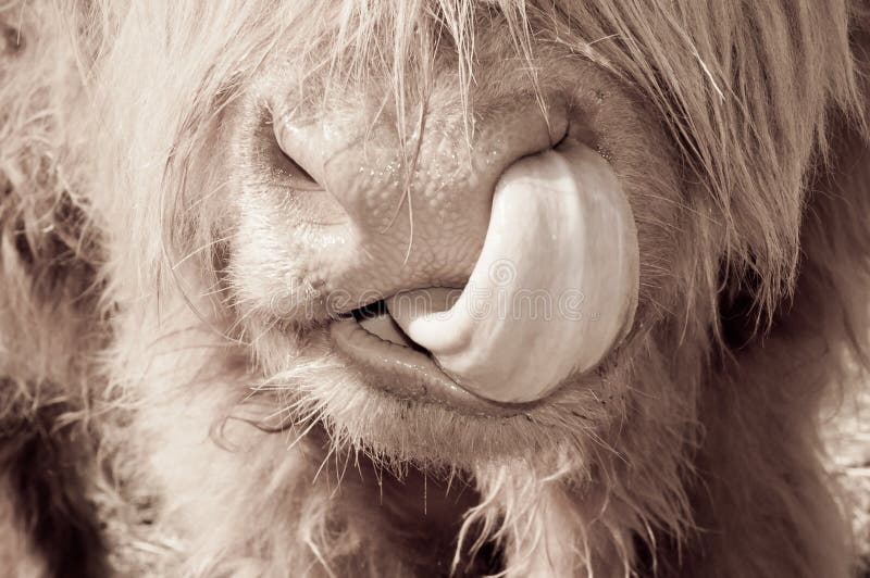 Maw of a buffalo stock image. Image of ernstbrunn, lick - 26203497