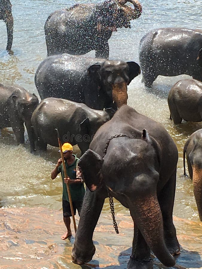Mawanella, Sri Lanka - October 7, 2016. Group of Elephants Bathing in ...