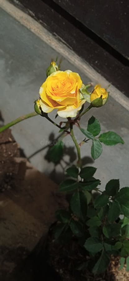 Mawar Flowers Began To Bloom in Front of the House Stock Image - Image ...