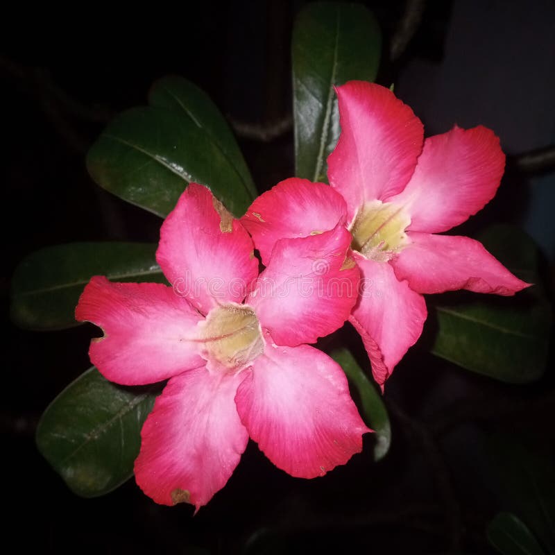 465 Mawar Stock Photos - Free & Royalty-Free Stock Photos from Dreamstime