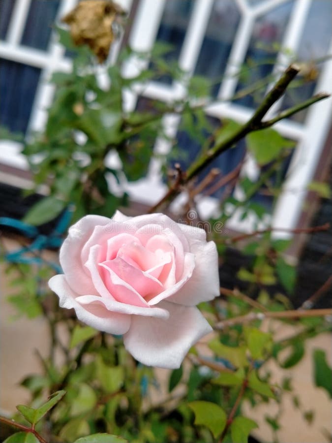 Mawar pink in nature stock photo. Image of nature, shrub - 238871642