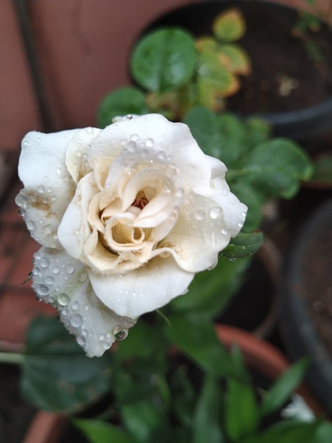 Mawar Putih & X28;White Roses Flower& X29; Stock Image - Image of ...