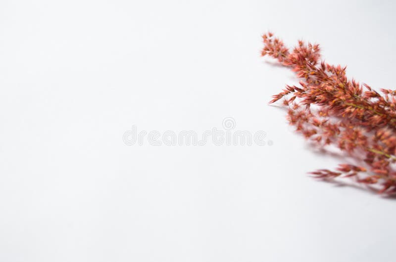 277 Background Rumput Stock Photos - Free & Royalty-Free Stock Photos ...