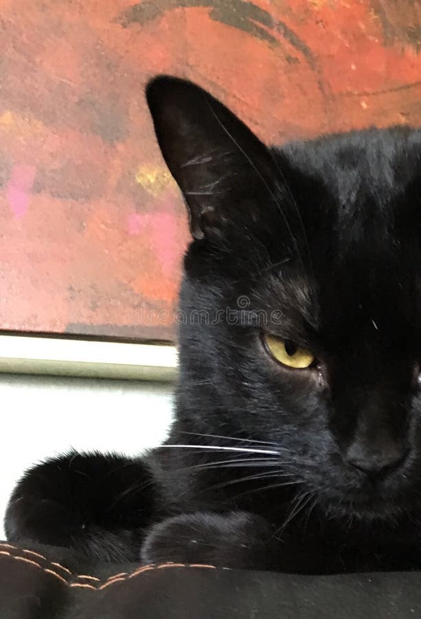 MAX stock image. Image of animal, home, black - 81046789