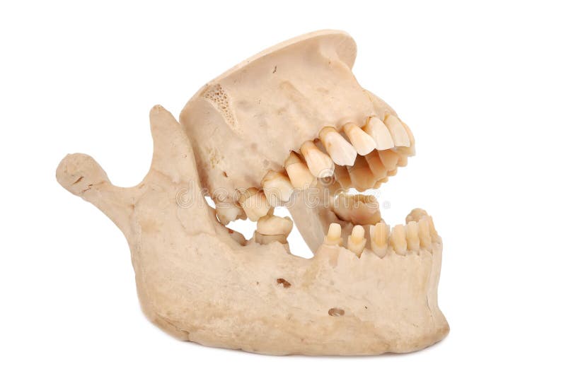 Osso Humano Da Maxila 3d Aberto Com Dentes Ilustração Stock ...