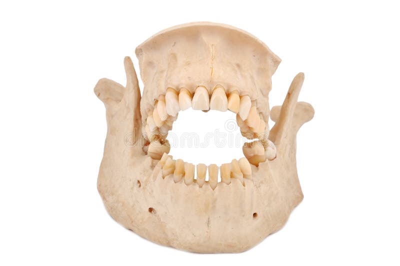 Osso Humano Da Maxila 3d Aberto Com Dentes Ilustração Stock ...
