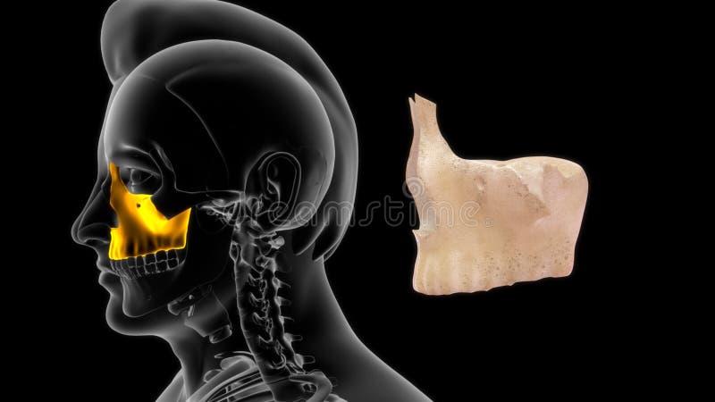 Location of Maxilla Bone in Human Stock Illustration - Illustration of ...