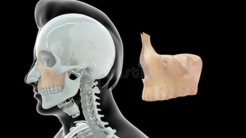 Location of Maxilla Bone in Human Stock Illustration - Illustration of ...