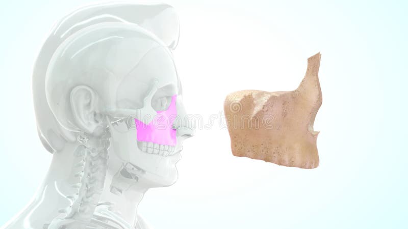 Location of Maxilla Bone in Human Stock Illustration - Illustration of ...