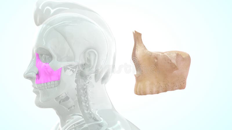 Location of Maxilla Bone in Human Stock Illustration - Illustration of ...