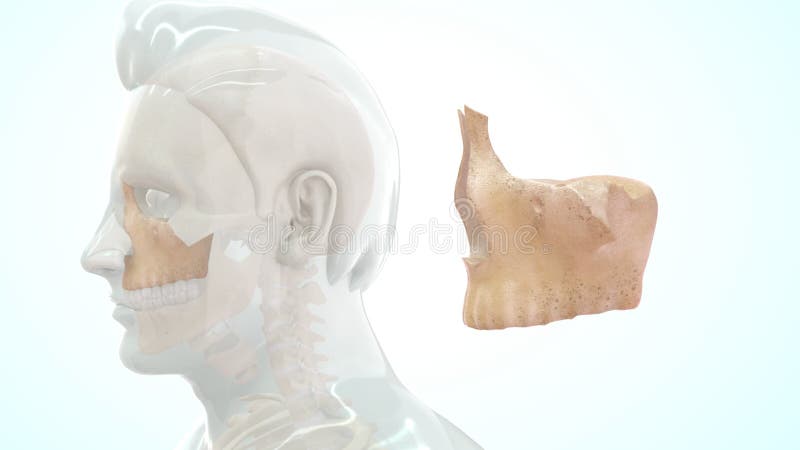Location of Maxilla Bone in Human Stock Illustration - Illustration of ...