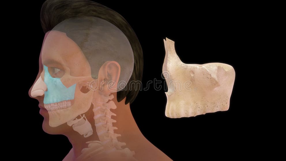 Location of Maxilla Bone in Human Stock Illustration - Illustration of ...