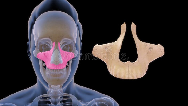 Location of Maxilla Bone in Human Stock Illustration - Illustration of ...