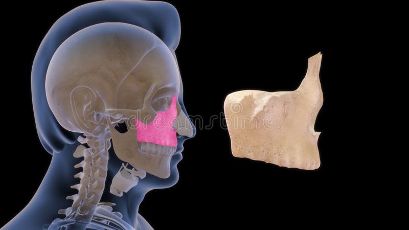 Location of Maxilla Bone in Human Stock Illustration - Illustration of ...