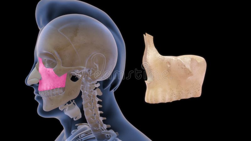 Location of Maxilla Bone in Human Stock Illustration - Illustration of ...