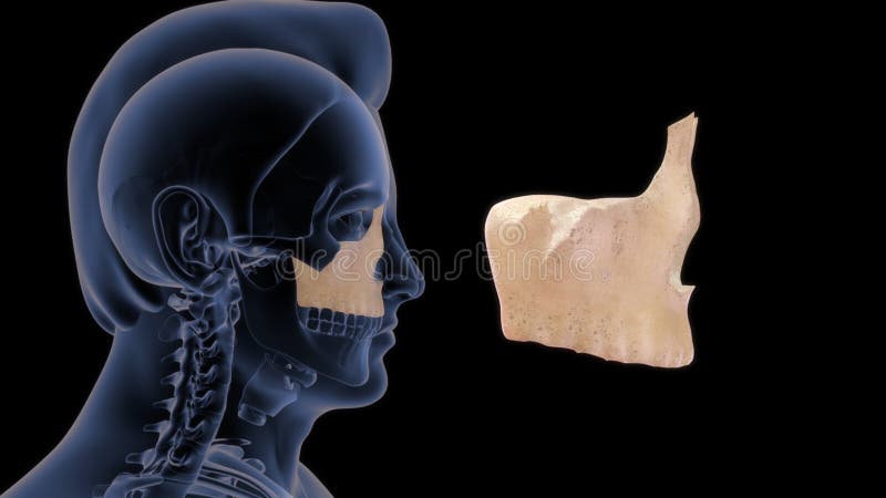 Location of Maxilla Bone in Human Stock Illustration - Illustration of ...