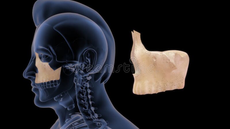 Location of Maxilla Bone in Human Stock Illustration - Illustration of ...