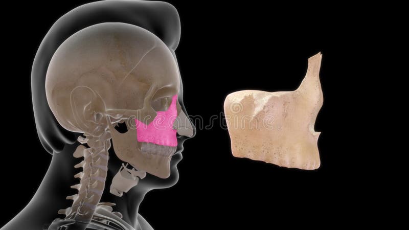 Location of Maxilla Bone in Human Stock Illustration - Illustration of ...