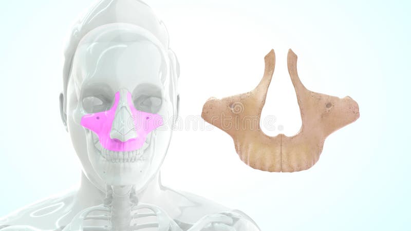 Location of Maxilla Bone in Human Stock Illustration - Illustration of ...