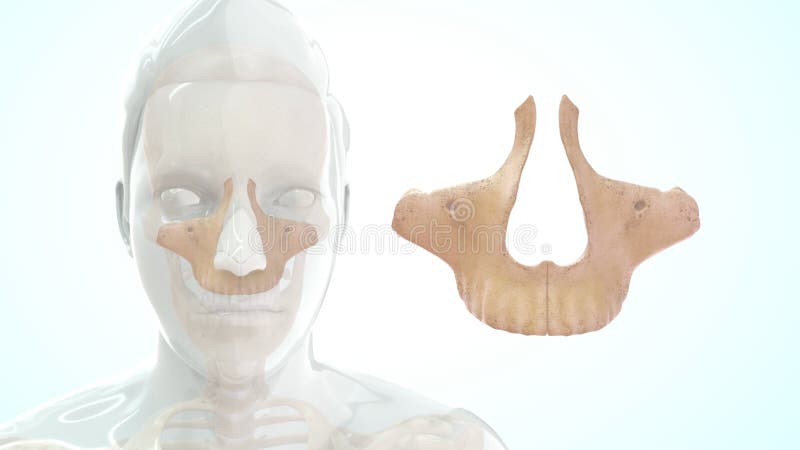 Location of Maxilla Bone in Human Stock Illustration - Illustration of ...