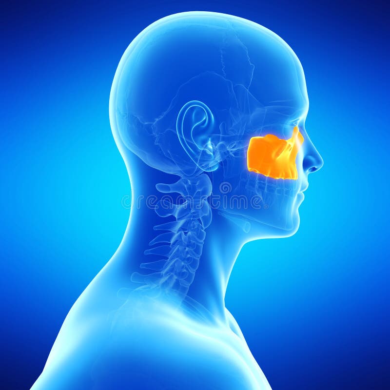 The maxilla bone stock illustration. Illustration of science - 45274660