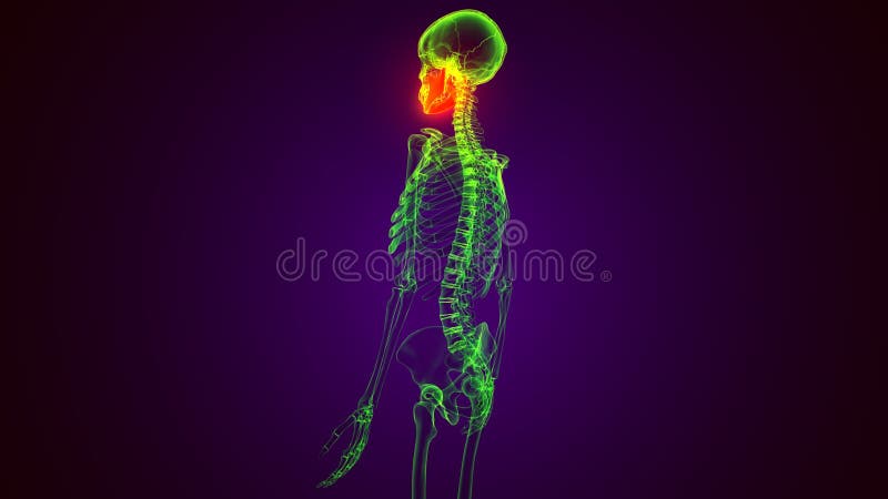 3d Render of Human Body Maxilla Bone Anatomy Stock Illustration ...