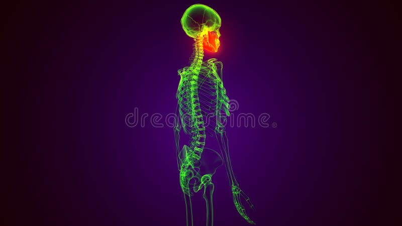 3d Render of Human Body Maxilla Bone Anatomy Stock Illustration ...