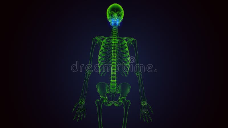 3d Render of Human Body Maxilla Bone Anatomy Stock Illustration ...