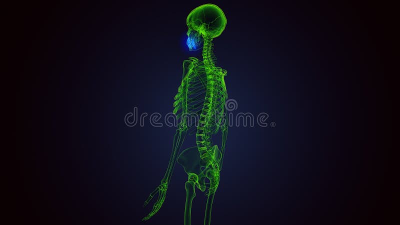 3d Render of Human Body Maxilla Bone Anatomy Stock Illustration ...