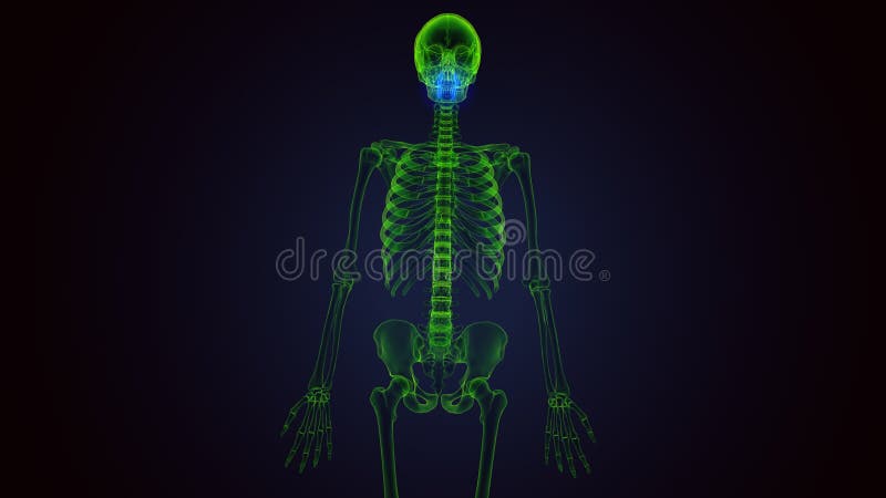 3d Render of Human Body Maxilla Bone Anatomy Stock Illustration ...