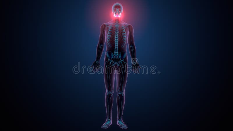 3d Render of Human Skeleton Maxilla Bone Anatomy Stock Illustration ...