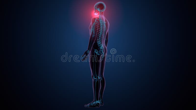 3d Render of Human Skeleton Maxilla Bone Anatomy Stock Illustration ...