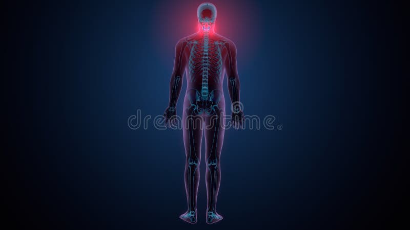 3d Render of Human Skeleton Maxilla Bone Anatomy Stock Illustration ...