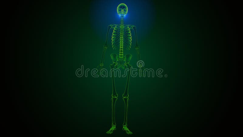 3d Render of Human Skeleton Maxilla Bone Anatomy Stock Illustration ...